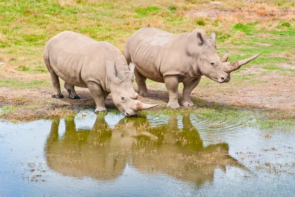 Two Rhinozeros Drinking At Lake - Stock Image - Everypixel