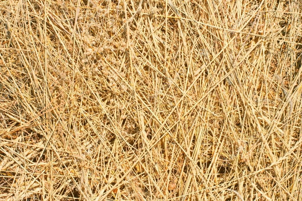 Dry hay — Stock Photo © I_g0rZh #6486452