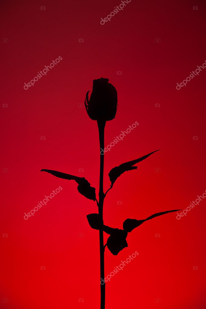 Red rose silhouette | Red Rose Silhouette — Stock Photo © nickp37 #6538275