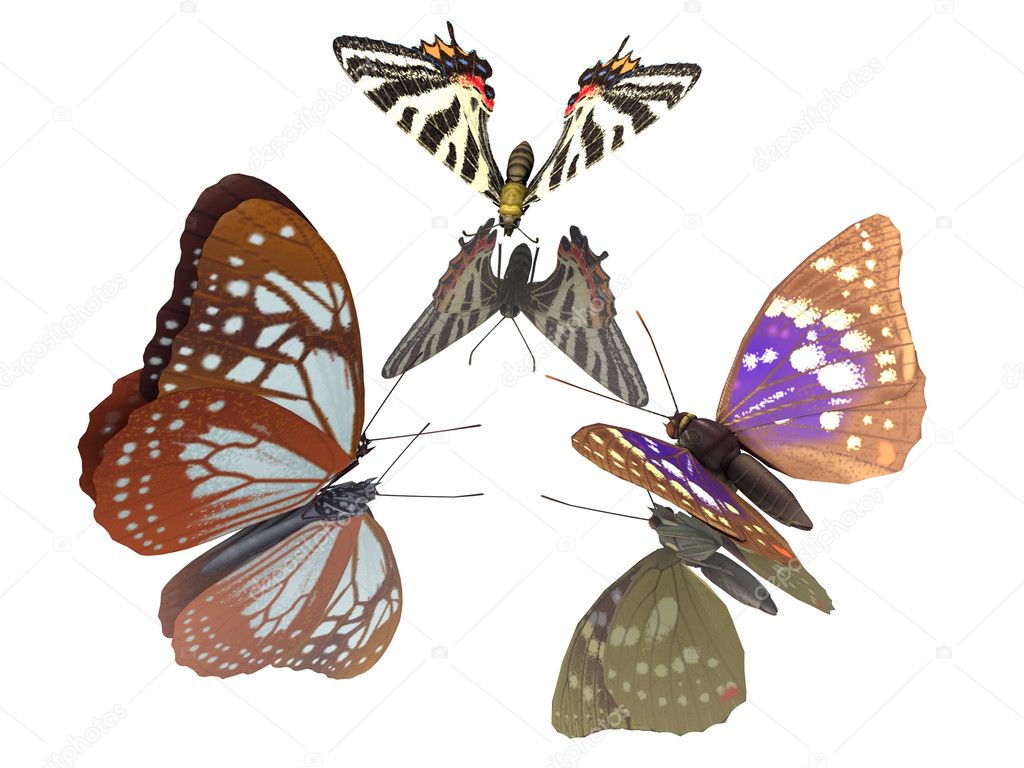 The butterfly Stock Photo by ©njaj 6597745
