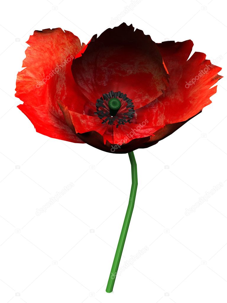 Single Poppy Flower