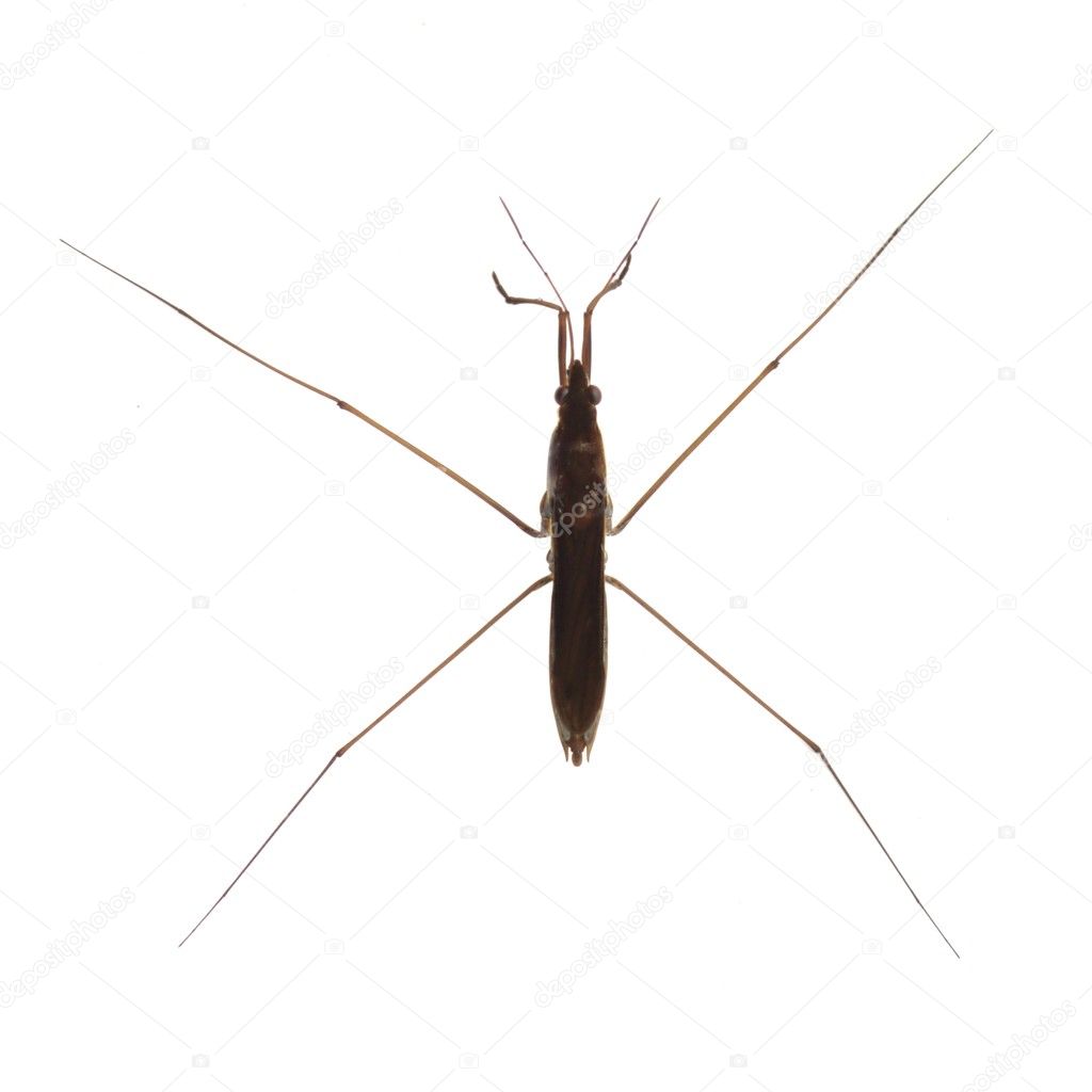 Water Strider Life Cycle