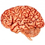 The human brain. Top view. Medical didactic anatomy illustration ...