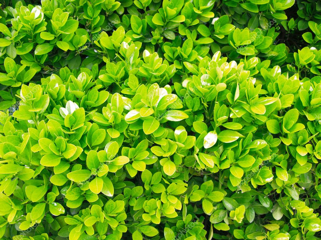 Beautiful green plants in summer gargen Stock Photo by ©belchonock 6676056