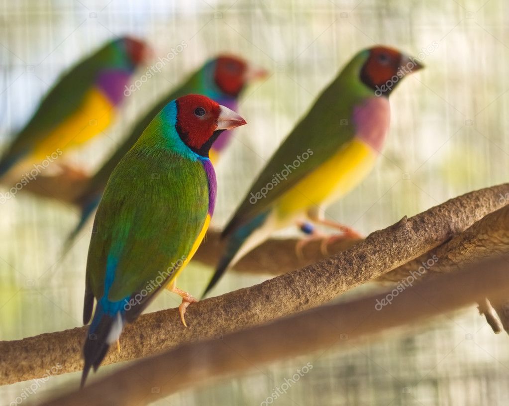 Australian gouldian finch native birds of Australia — Stock Photo ...